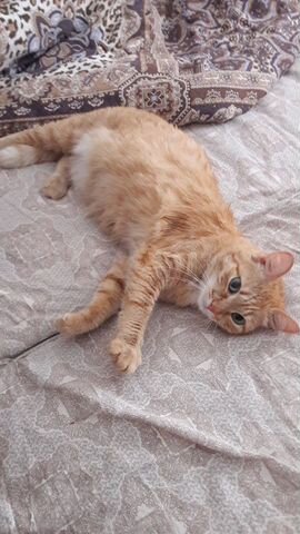 Кошка в добрые руки