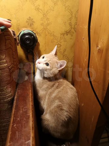 Котёнок-подросток в добрые руки