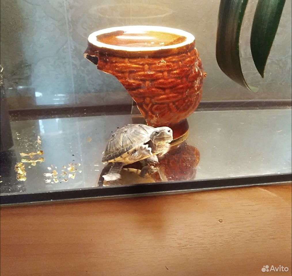 Черепаха мускусная