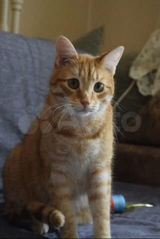 Чипс ищет дом