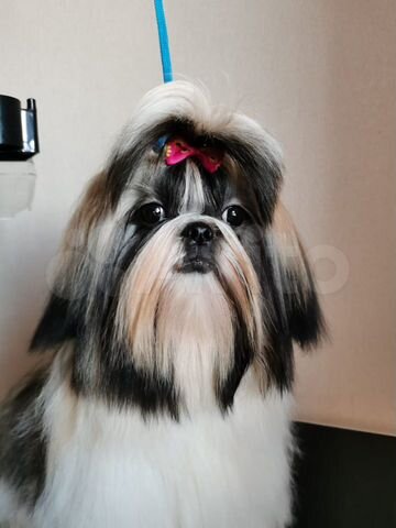 Ши-тцу щеночки 2мес