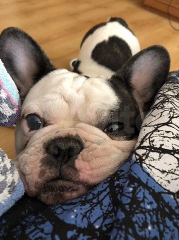 Французский бульдог, вязка мальчик