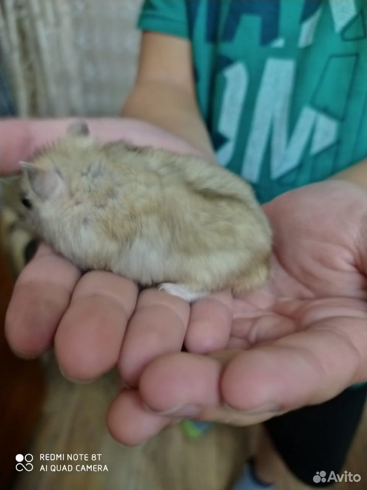 Джунгарский хомяк