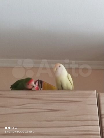 Попугаи неразлучники