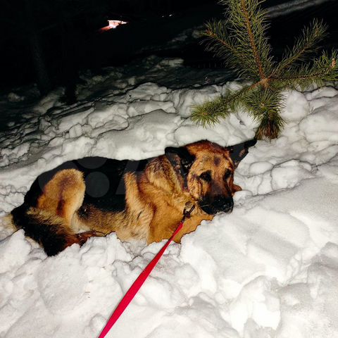 Овчар ищет хозяев