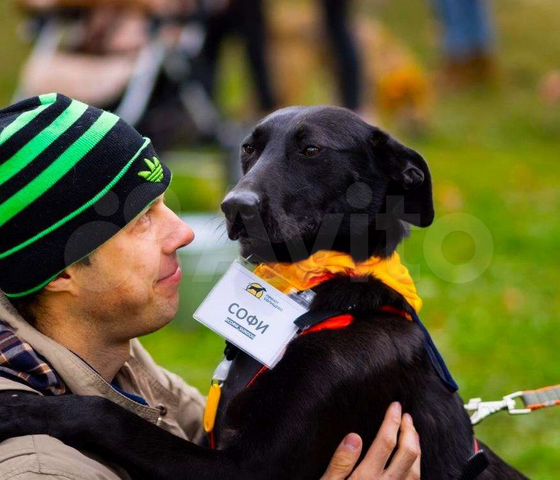 Замечательная собака ждёт своего человека