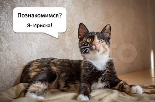 Трехцветная кошечка котёнок Ириска 10 месяцев в до