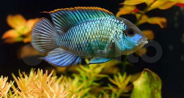 Нанокары неоновые