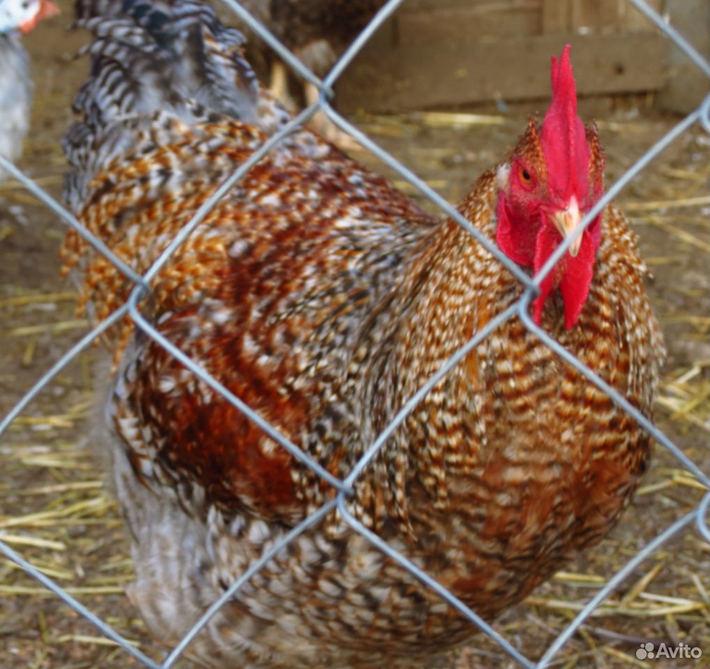 Куры Билефельдер семья обмен