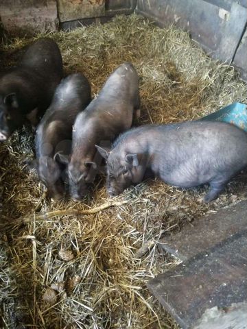 Вьетнамск вислобрюхий поросенок