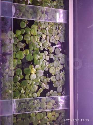 Аквариумное растениеЛимнобиум