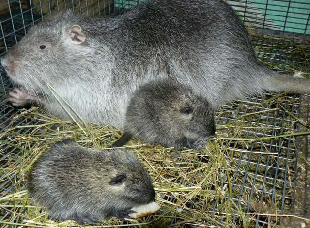 Продам нутрий