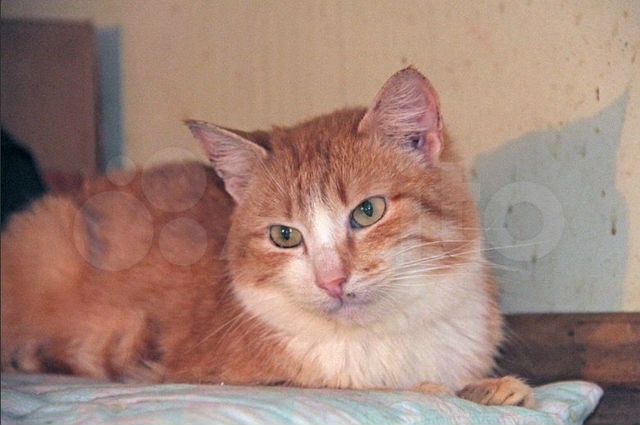 Кот Кузя ищет хозяина. Отдадим в хорошие руки