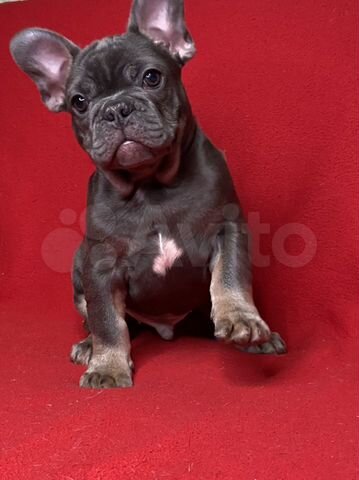 Голубой Французский бульдог