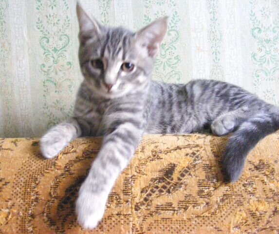 Кузнечик - большой непоседа (5,5 мес.)