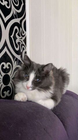 Особенная Милочка, домашний приют