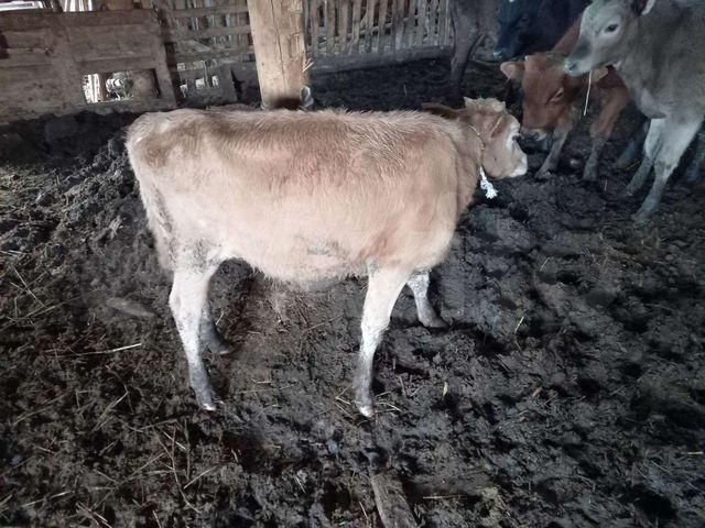 Продам телку