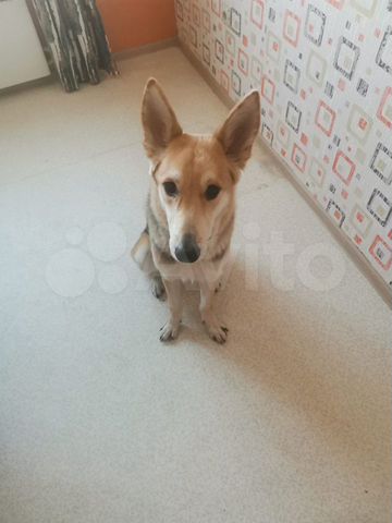 Отдам бесплатно 1,5-годовалого метиса овчарки