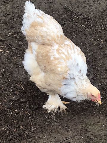 Куры брама лимон