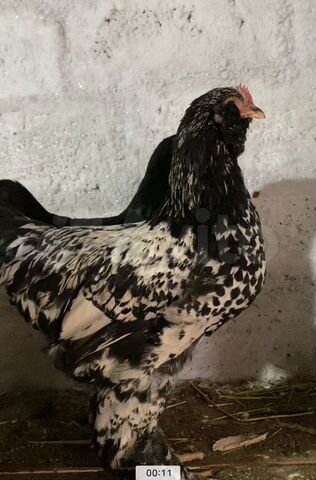 Курица наседка