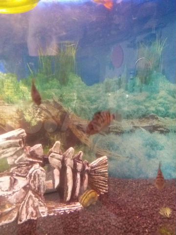 Рыба цихлиды