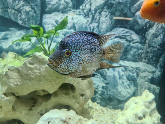 Бриллиантовая цихлазома баллон