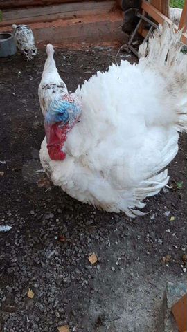 Индюшата Хайбрид Конвертер