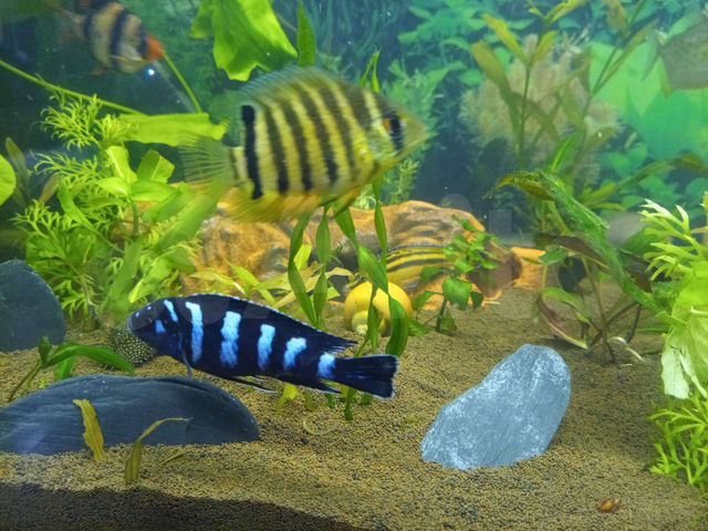 Псевдотрефиус