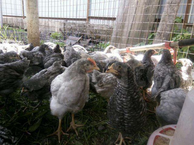 Курочки доминанты