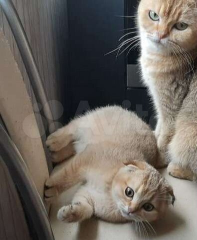 Шотландская девчушка,вислоухая милашка