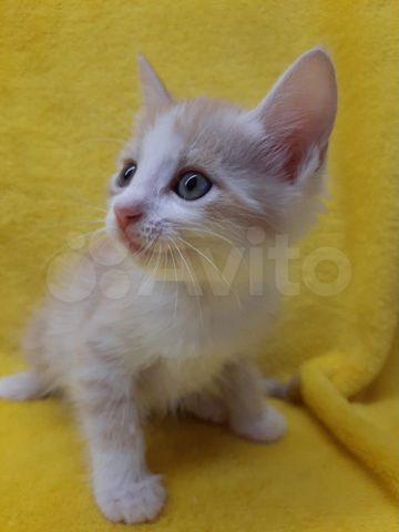 Котятки мальчики