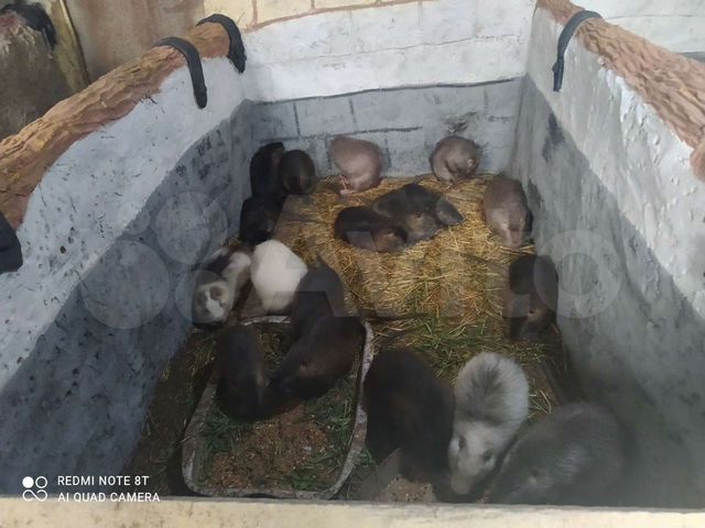 Домашние животные