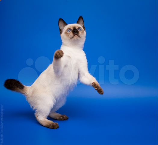 Тайский котенок из питомника от Чемпиона Мира