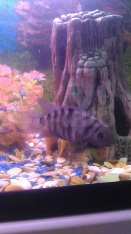 Отдам рыбок бесплатно