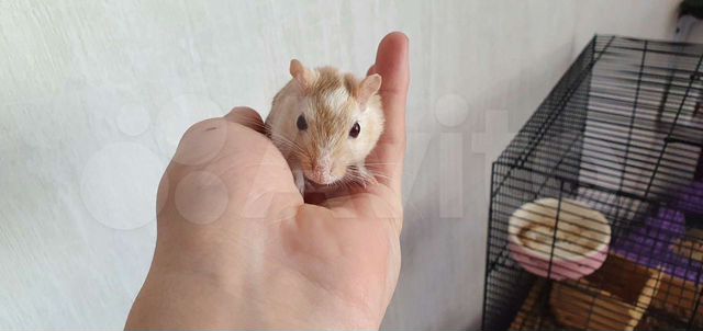 Песчанки с клеткой