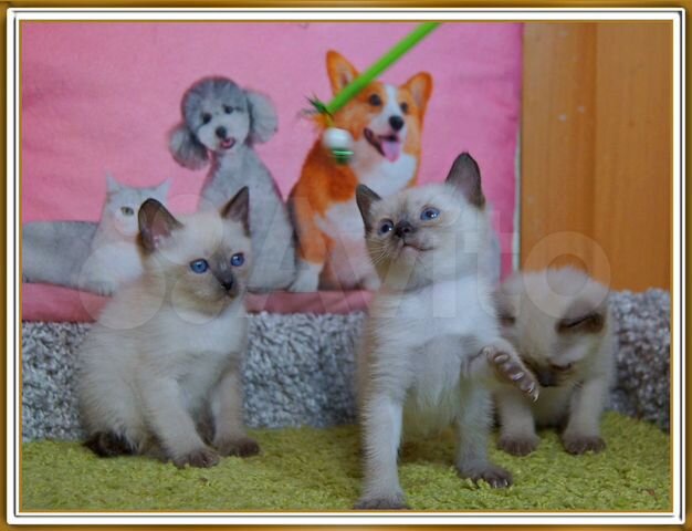 Котята породы Той-Боб