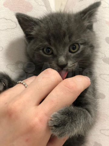 Котенок