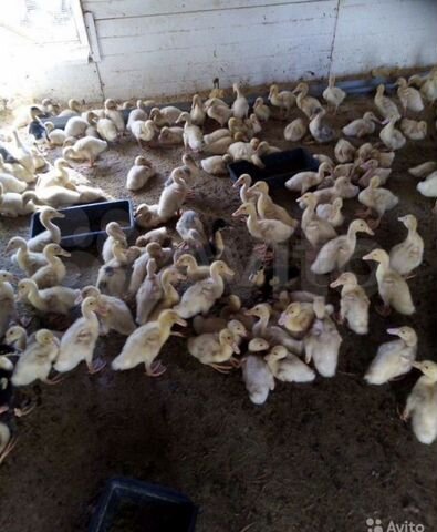 Цыплята и утята суточные и подросшие