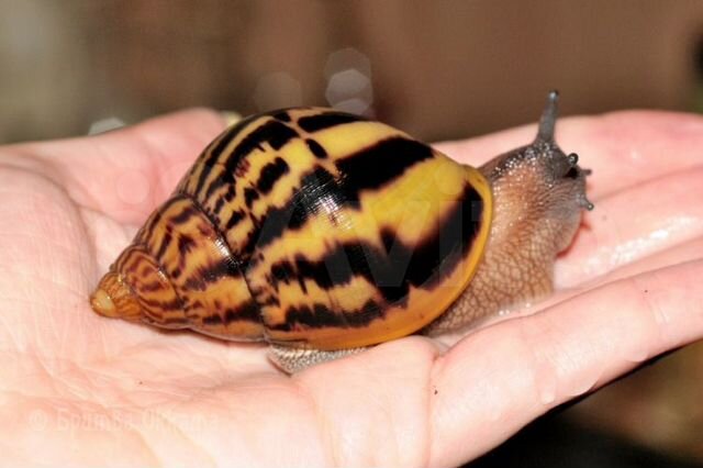 Ахатины Ретикулята и Тигры