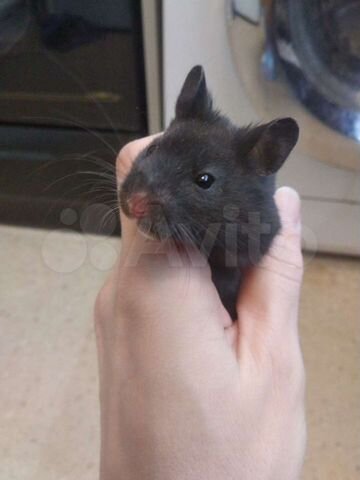 Сирийский хомяк