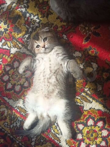 Шотландский вислоухий котенок тикированный золотой