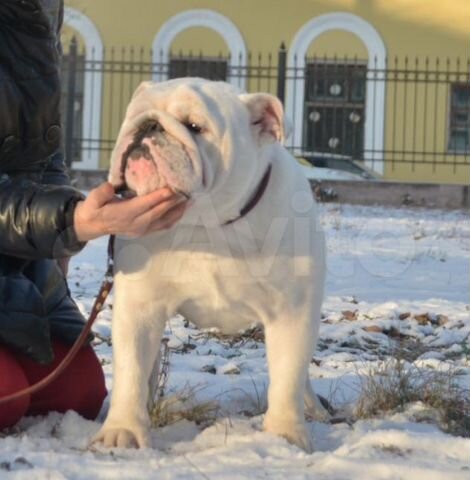 Бульдогодетка